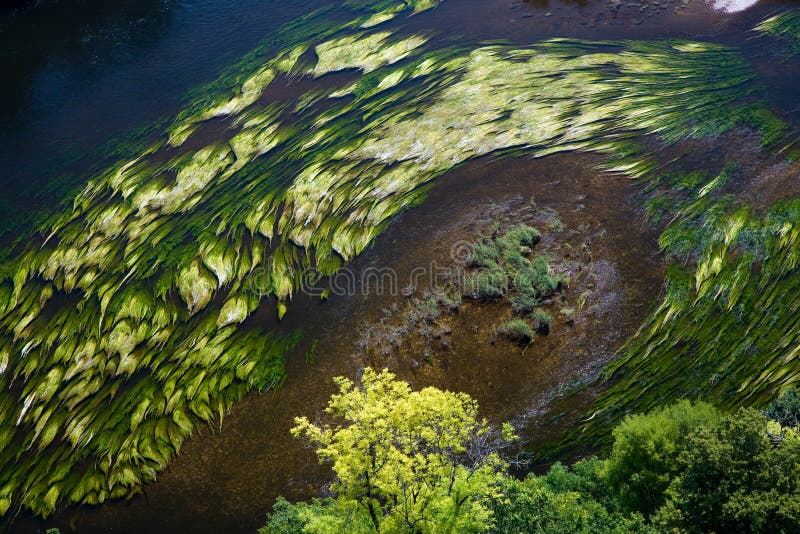 River Flow stock photo. Image of plant, spiral, current - 5735298