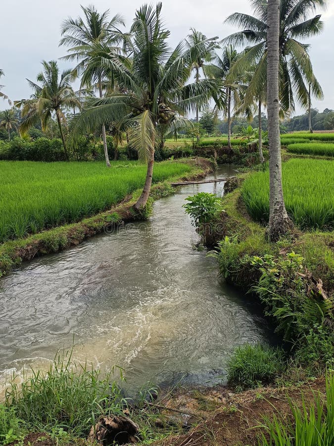 River Flow on the Edge of the Rice Fields Stock Photo - Image of pond ...