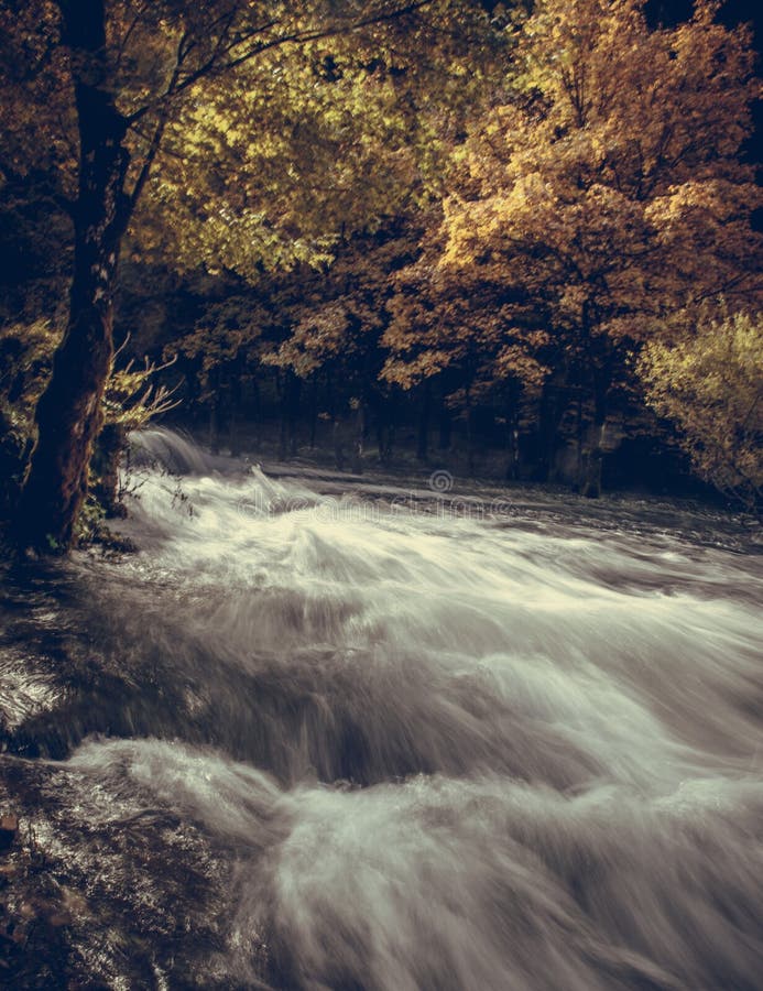 River Flow through the Forest Stock Photo - Image of wilderness, tree ...