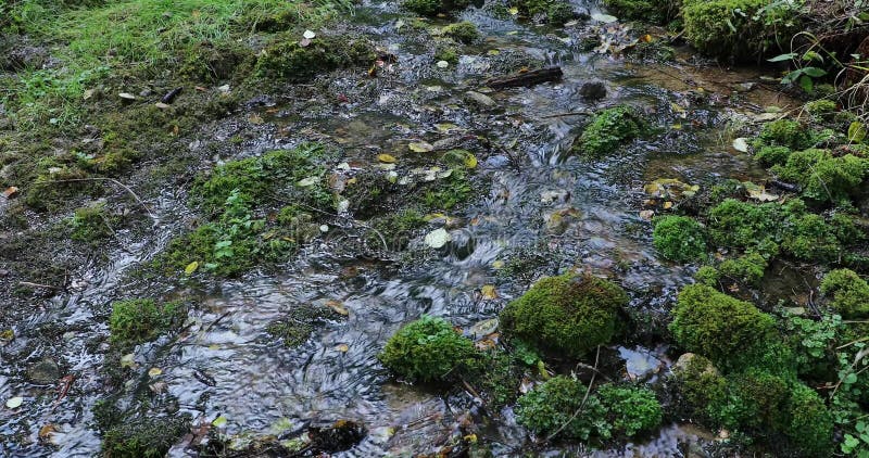 River Flow in the Forest during the Daytime Stock Footage - Video of ...