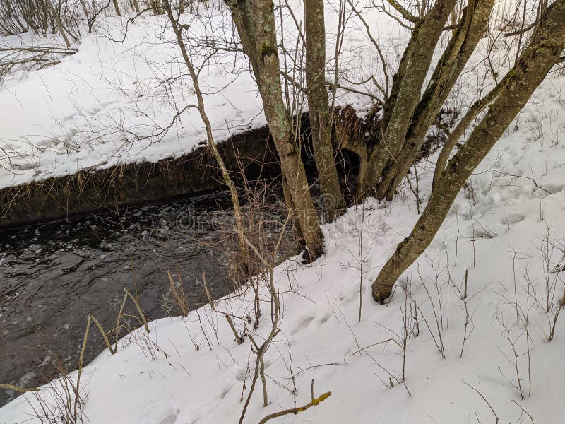 River Flow in the Forest in Early Spring Stock Image - Image of flow ...