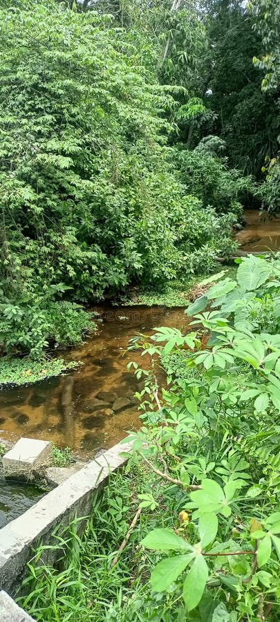 River Flow in the Forest Near the Reservoir Stock Image - Image of ...