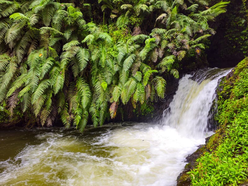 River Flow that Forms a Waterfall Stock Image - Image of flower ...