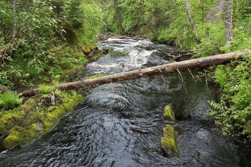 River Flow in the Green Forest Stock Photo - Image of picturesque ...
