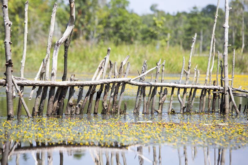River Flow Lined with Wood To Filter Garbage To Keep it Clean in the ...