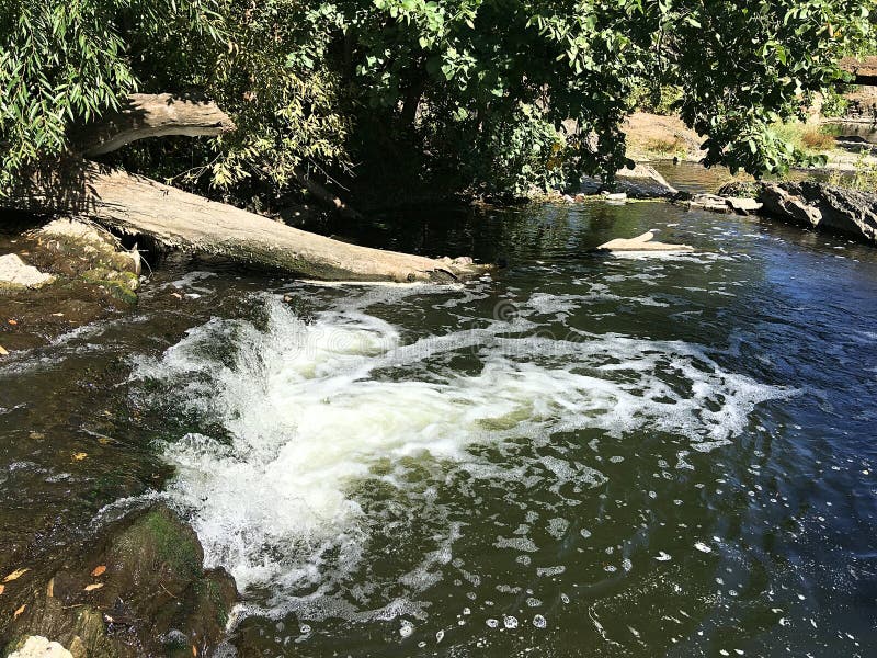 River Flow. Reflection of Trees in the Water. Summer Green Forest Stock ...