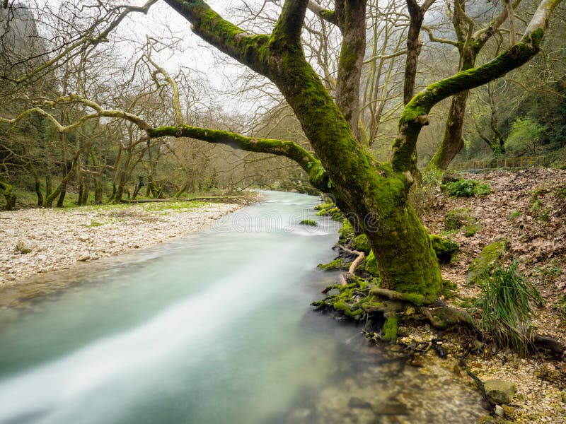 River flow among the trees stock image. Image of motion - 68822403