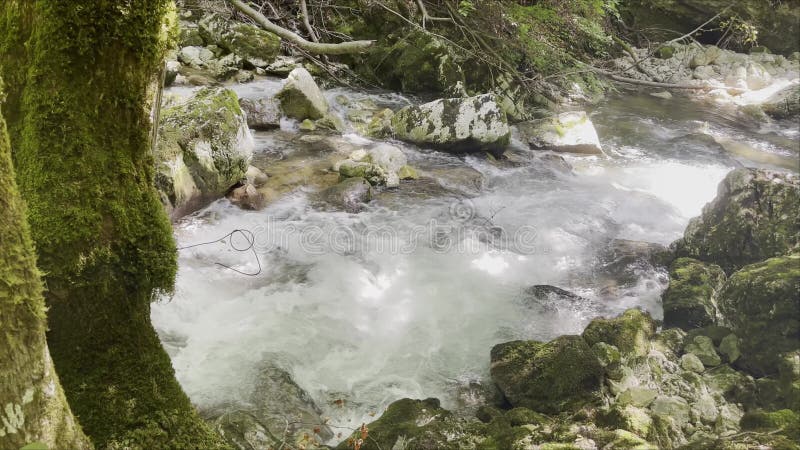River Flow White Water Canyon in the Forest in Sunlight Stock Footage ...
