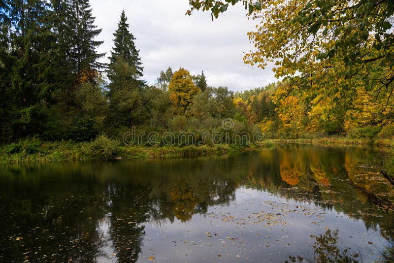 River Flowing through the Autumn Forest. Autumn Forest Stock Image ...