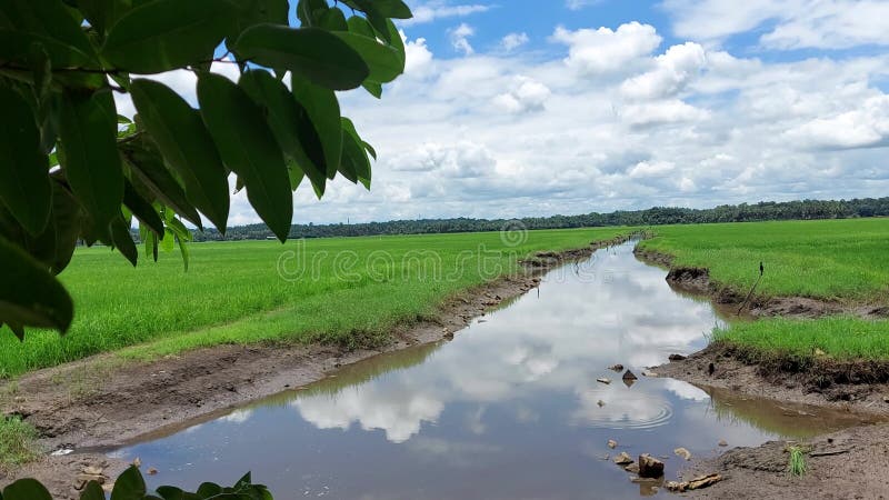 A River Flowing the Centre of a Rice Farm Under Clear Blue Sky Stock ...