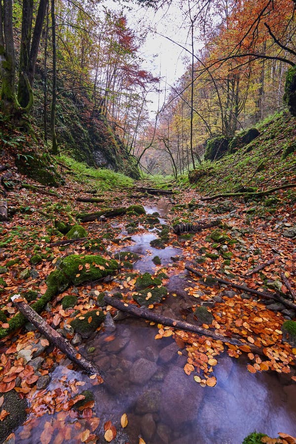 River Flowing through Colorful Forest Stock Image - Image of vegetation ...