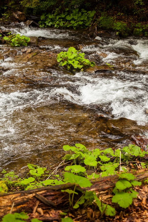 The River is Flowing Downstream Stock Image - Image of stones, fitness ...