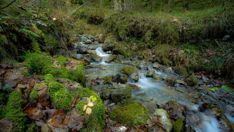 River flowing in a forest stock image. Image of river - 261682849