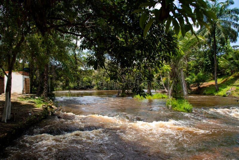 River Flowing in the Forest Stock Photo - Image of reflection, forest ...