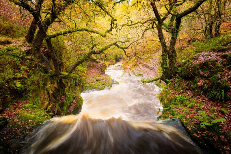 River Flowing through the Forest with Dense Vegetation. Wales Stock ...