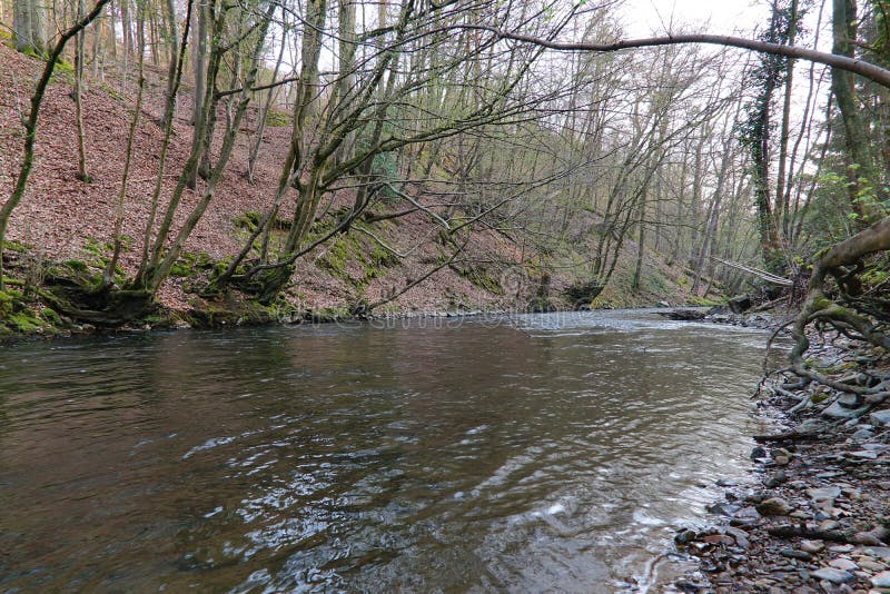 River Flowing through a Forest with Dry Trees on the Hill Stock Photo ...