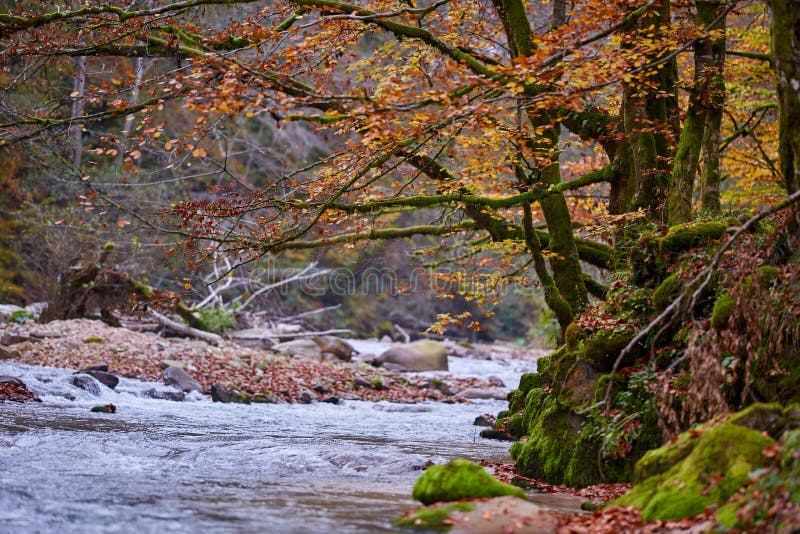 River Flowing through Forest in the Fall Stock Photo - Image of river ...