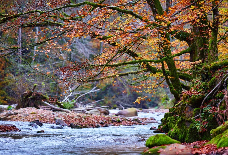 River Flowing through Forest in the Fall Stock Image - Image of lush ...