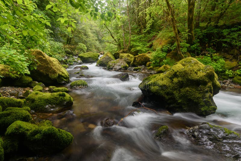 River Flowing through a Forest Stock Image - Image of landscape, season ...