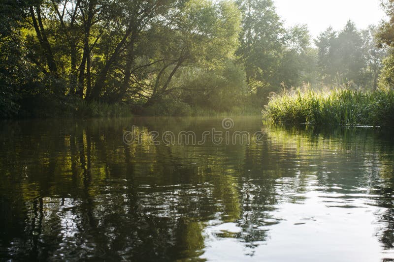 River flowing in forest stock image. Image of pastoral - 76212037