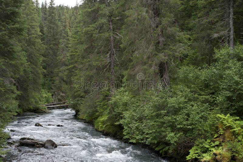 River Flowing through a Forest. Stock Photo - Image of trees, path ...
