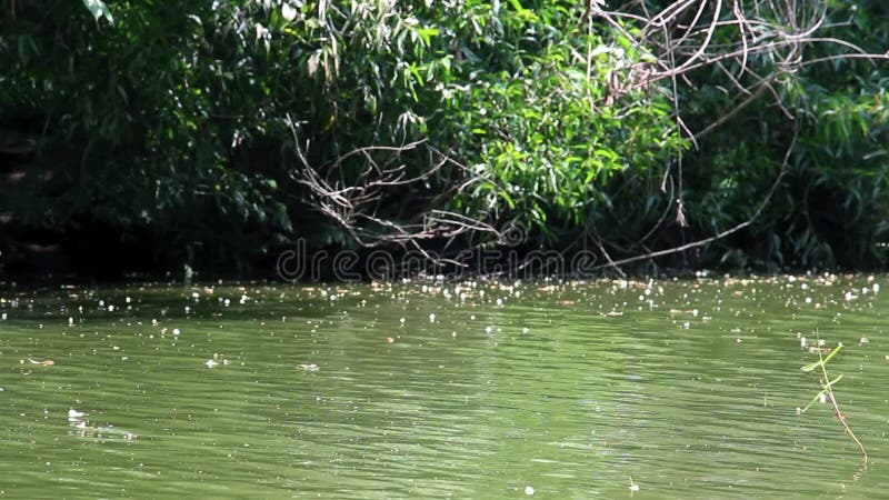 River Flowing Gently with Light Reflections and Ripple Wave through ...