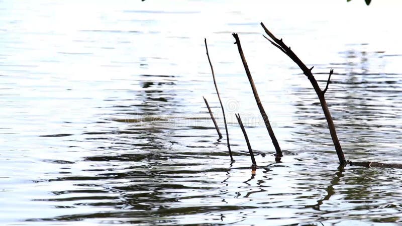 River Flowing Gently with Light Reflections and Ripple Wave through ...