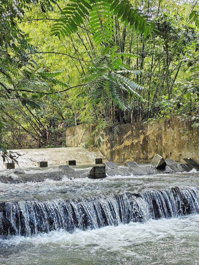 River Flowing Inside a Forest Stock Image - Image of inside, flowing ...