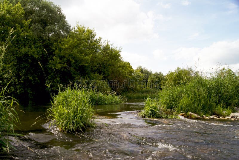 River Flowing through Lush Forest Stock Photo - Image of serene, green ...