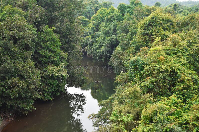 A River Flowing through Middle of a Forest Stock Photo - Image of ...