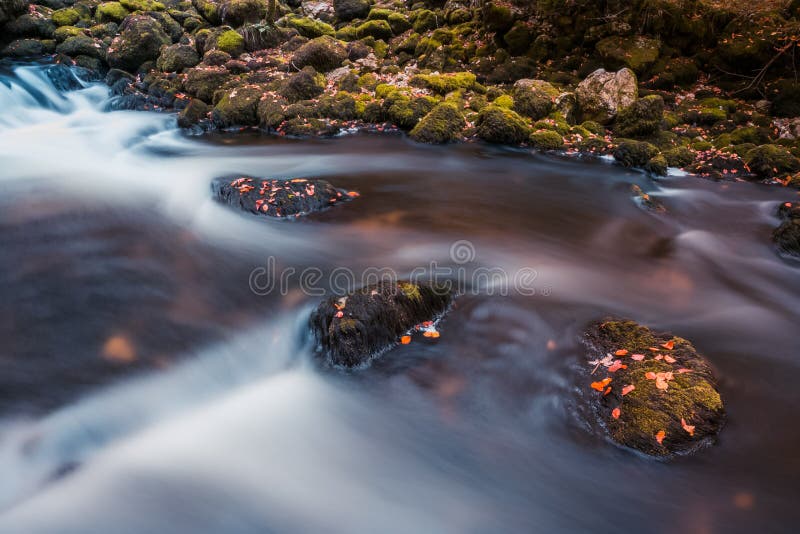 River Flowing through Mossy Rocks in Park Forest with Autumn Fol Stock ...