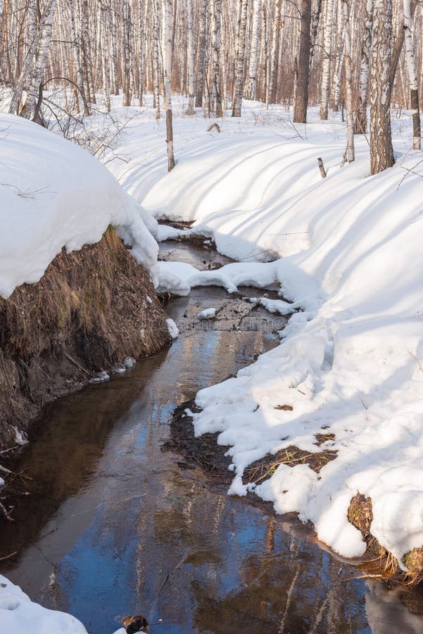 River Flowing Out of Snow in the Forest in Spring Stock Image - Image ...