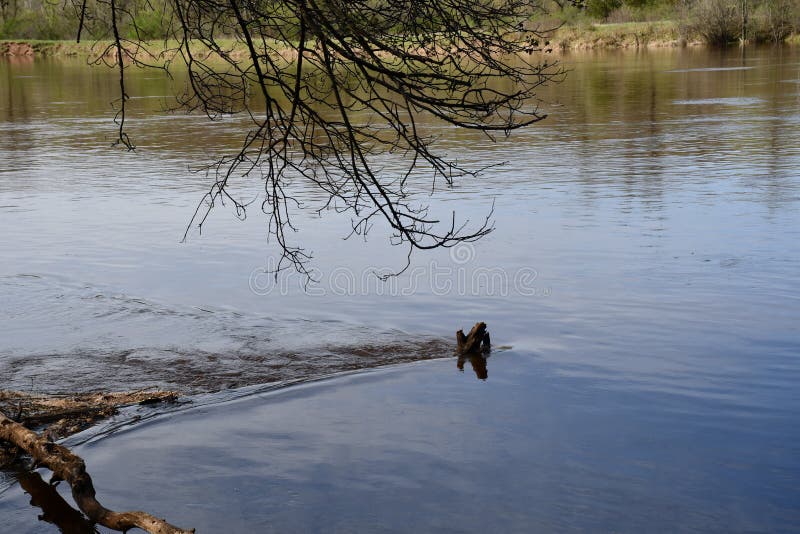 A River Flows Over a Tree Branch that Rests in the Water. Stock Photo ...
