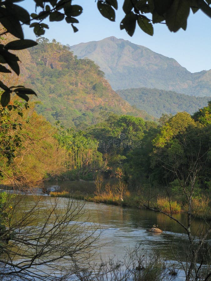 A River Flowing through a Rain Fores Stock Image - Image of scene ...