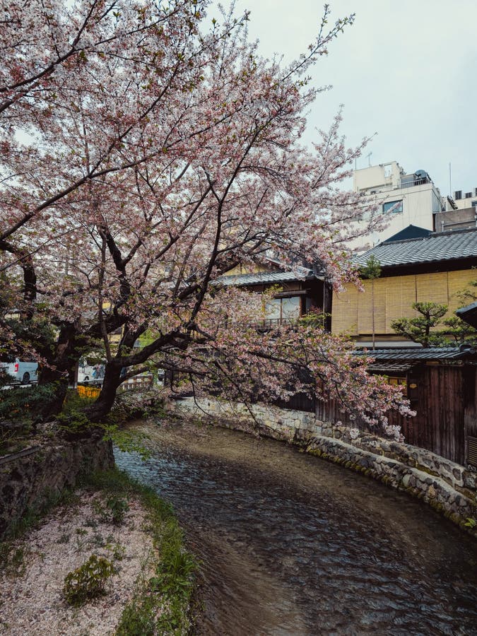 River Flowing during Spring in Tokyo Stock Photo - Image of bloom ...