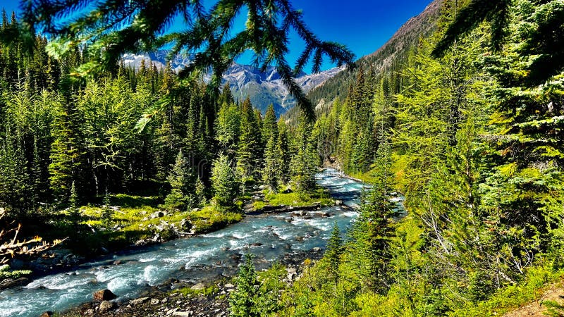 River Flowing between Spruces with a Background of Mountains Stock ...
