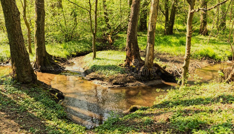 River Flowing through a Suburban Forest Stock Image - Image of jungle ...