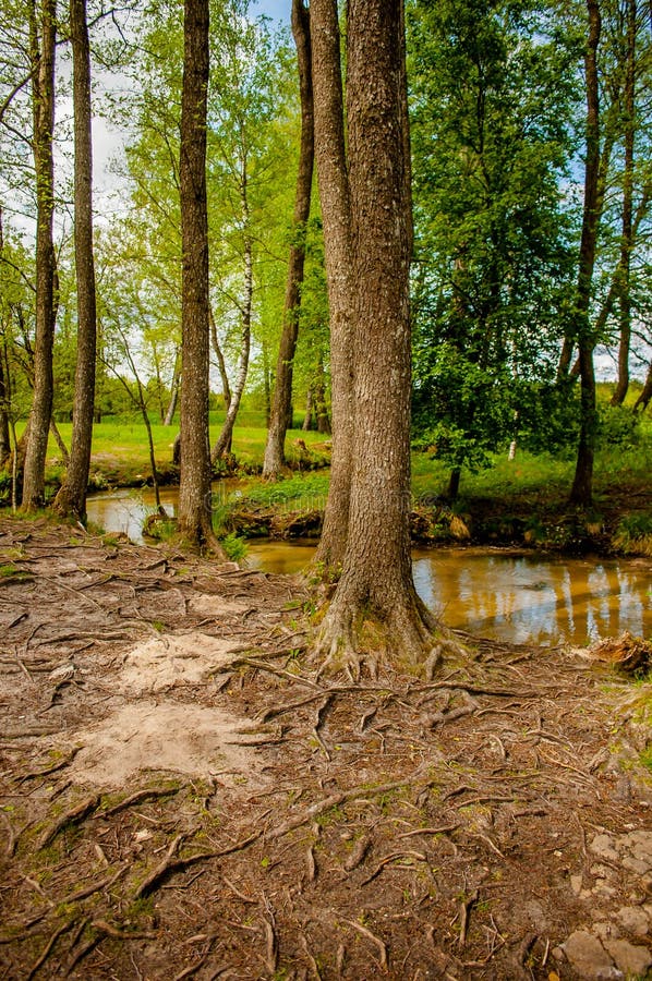 A River Flowing between Trees. Stock Image - Image of scenic, forest ...