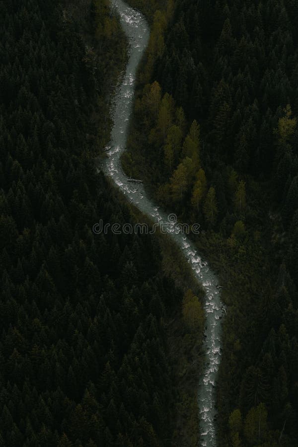 River Flowing among Trees in a Forest Stock Image - Image of spring ...