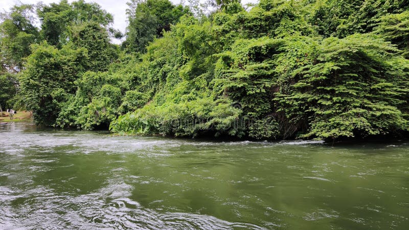 River Flowing in a Tropical Forest in Thailand Stock Image - Image of ...