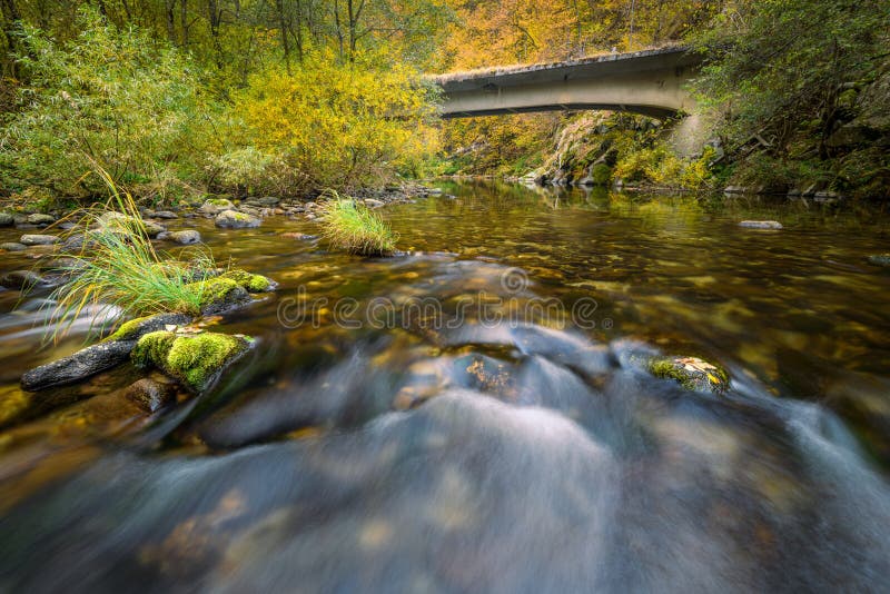 River Flowing Under a Bridge Deep Inside the Forest Stock Photo - Image ...