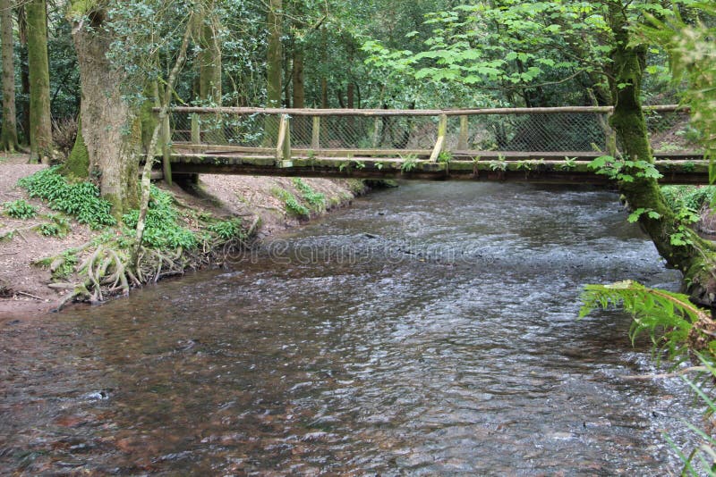 River Flowing through a Wooded Area Under a Bridge Stock Image - Image ...