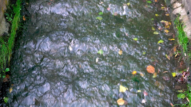 The River Flows. Autumn Leaves Float on the Water Stock Video - Video ...