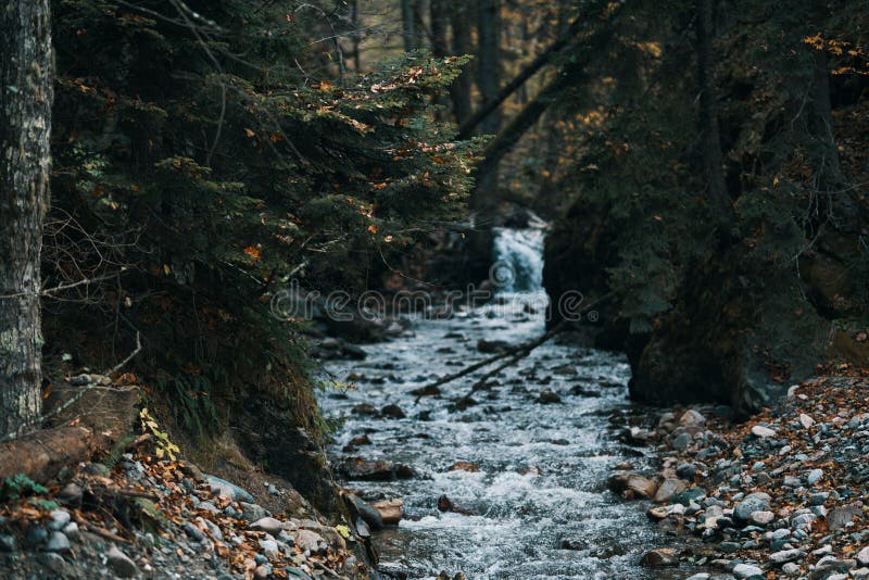River Flows between the Banks in the Forest and Travel Model Stock ...