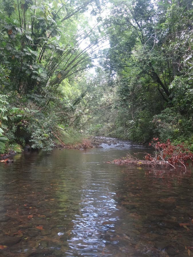 The River Flows through the Lush Rainforest Stock Image - Image of lake ...