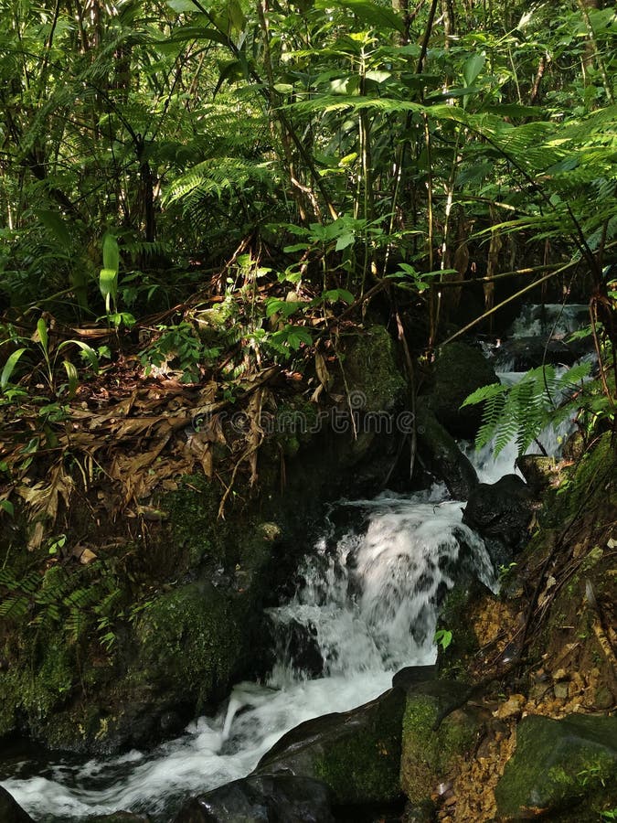The Flow of the River in the Mount Gede Pangrango National Park Stock ...
