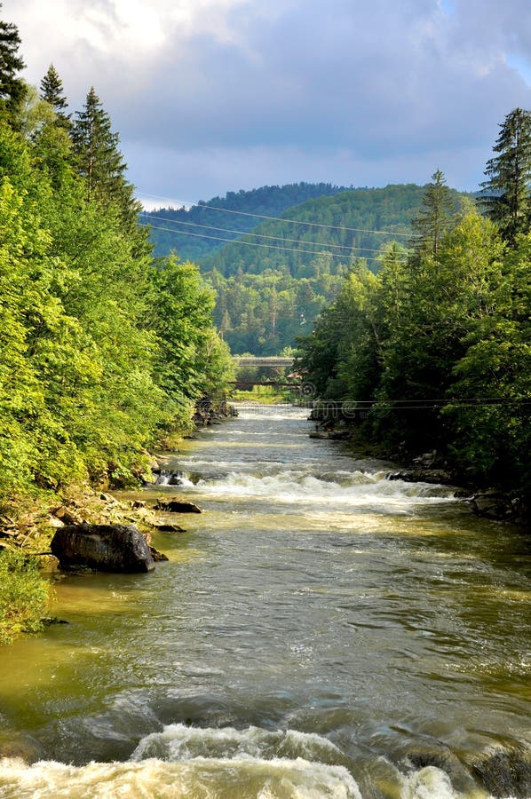 The River Flows among the Mountains. Spruce Trees Grow on Both Sides ...