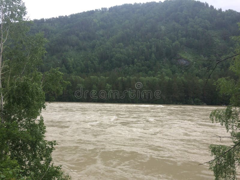 River Flows Rapidly through Lush Forest Landscape during Overcast ...