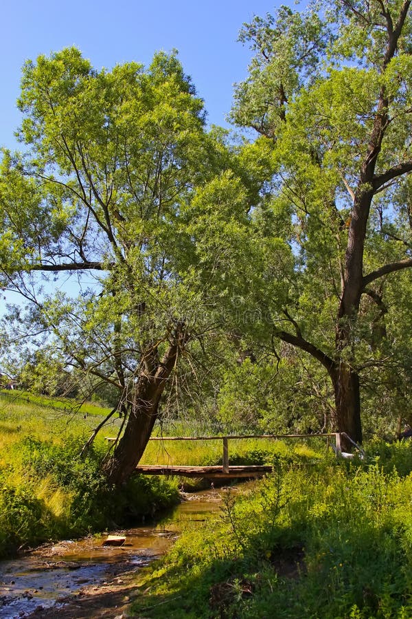 The River Flows between Willows Stock Photo - Image of canarian, life ...