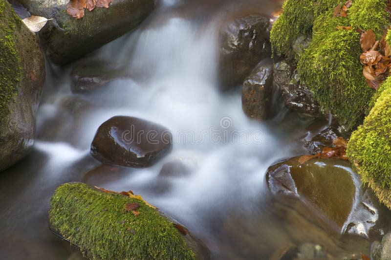 River forest stock image. Image of land, environment - 11006085